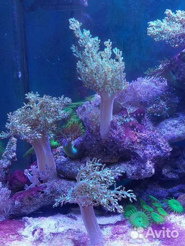 Морские кораллы