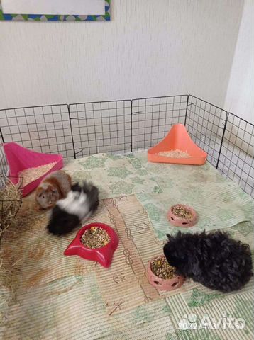 Морская свинка