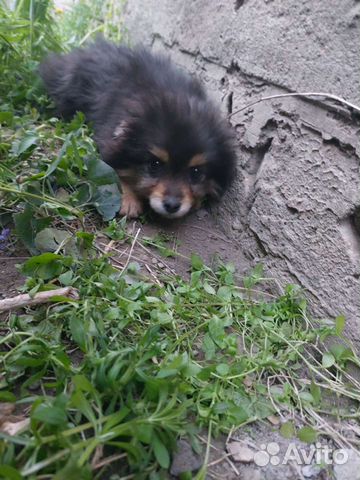 Щенки шпица(дворяшки)