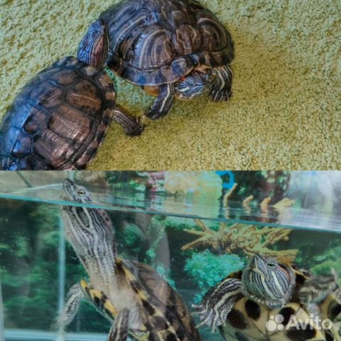Черепахи красноухие с аквариумом бесплатно