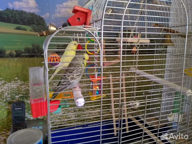 Пара попугаев получехов