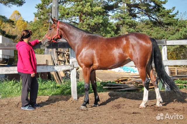 Продам кобылу