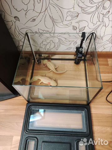 Аксолотли с аквариумом