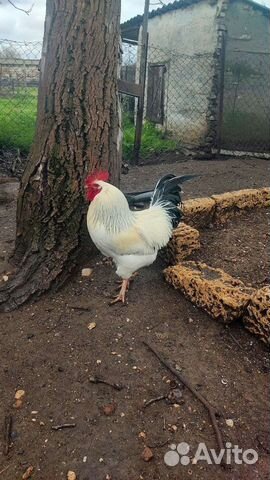 Продам домашнюю птицу