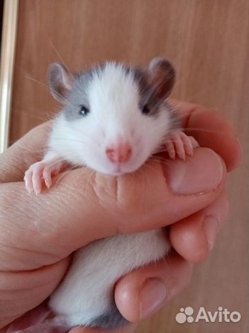 Декоративная крыса Хаски