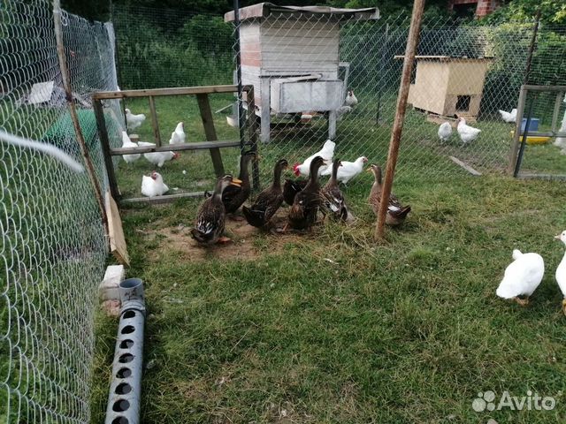 Инкубационное яйцо "Индийского бегунка"