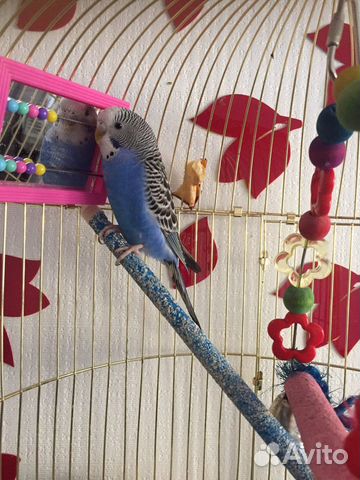 Приму в дар волнистого попугая