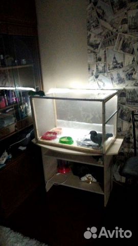 Домашний, ручной, голубь