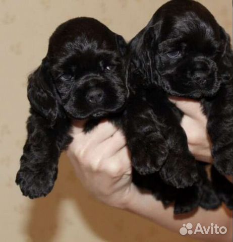 Американский Кокер Спаниель