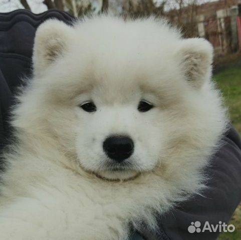 Очаровашка