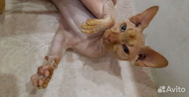 Кошки в добрые руки