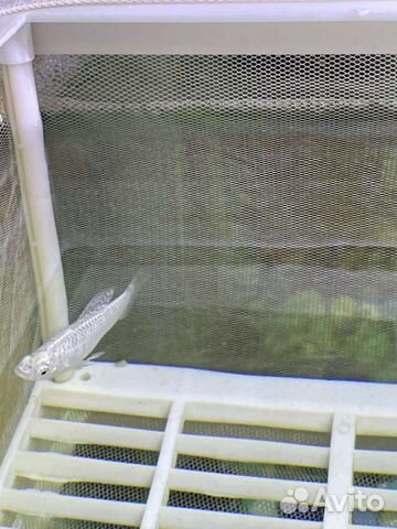 Моллинезия самец бесплатно