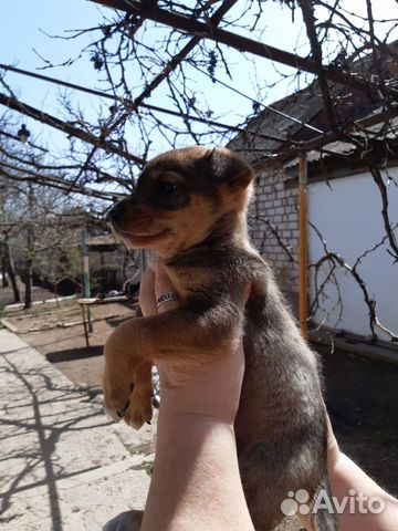 Собака в добрые руки отдам бесплатно