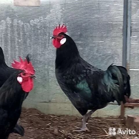 Петух барбезье