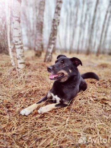 Пёс Багги ищет дом