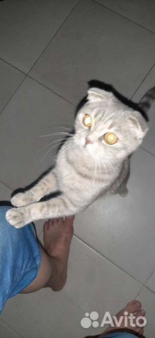 Шотландская вислоухая кошка бесплатно