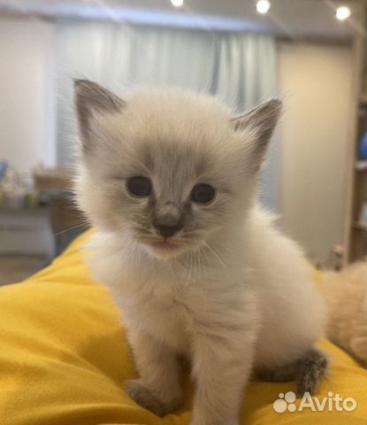 Котята от мамы Сил-поинт