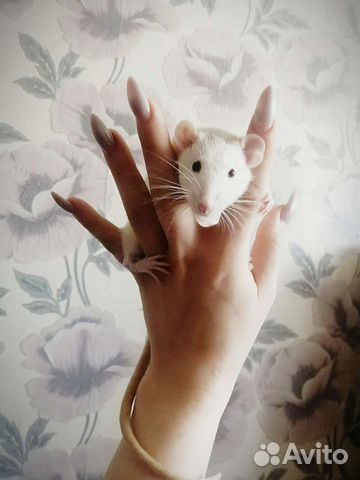 Крыса мальчик 5 месяцев