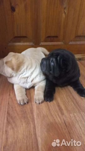 Щенки шарпей