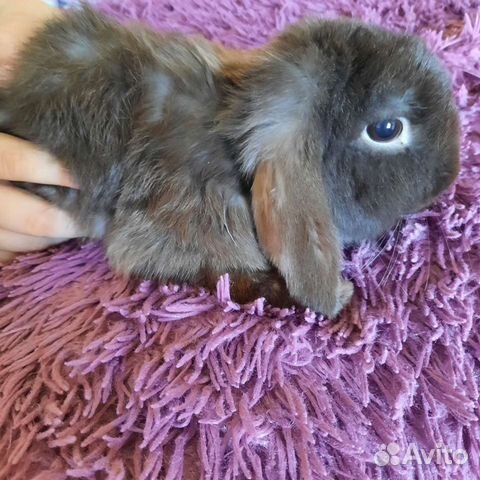 Вязка кроликов