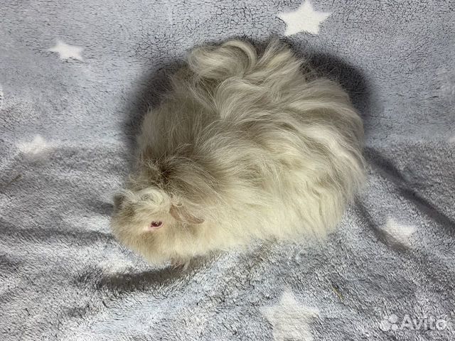 Морская свинка тексель