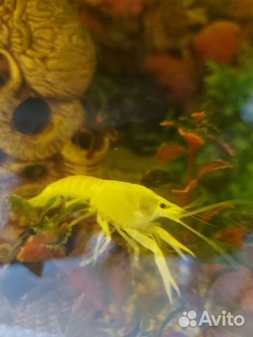 Австралийский рак