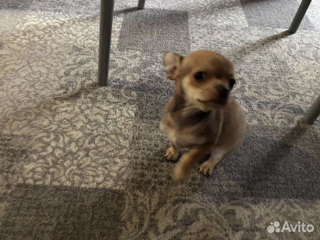 Продаются щенки помесь той-терьера и чихуахуа