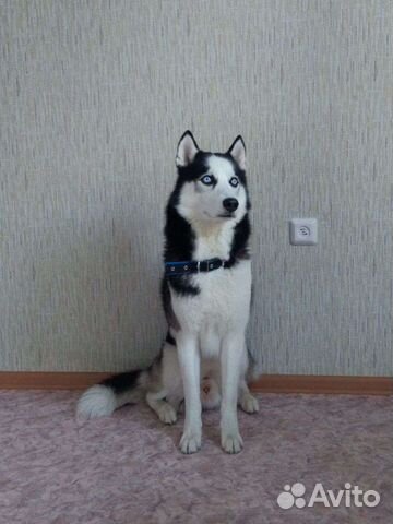 Щенки сибирской хаски