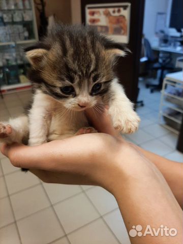 Котенок подкидыш