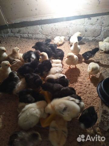 Цыплята суточные домашние