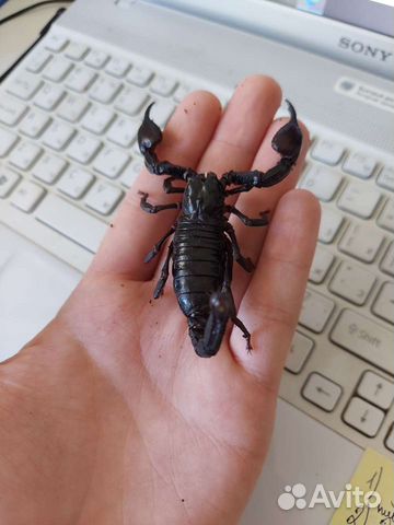 Скорпион heterometrus spinifer, L6