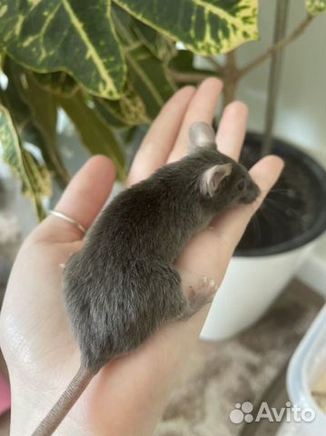 Сатиновые мыши самка