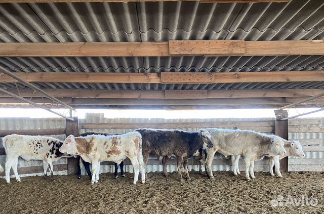 Продаются бычки симменталы