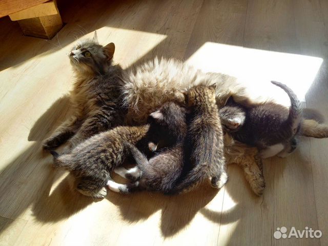 Котята в очень добрые руки