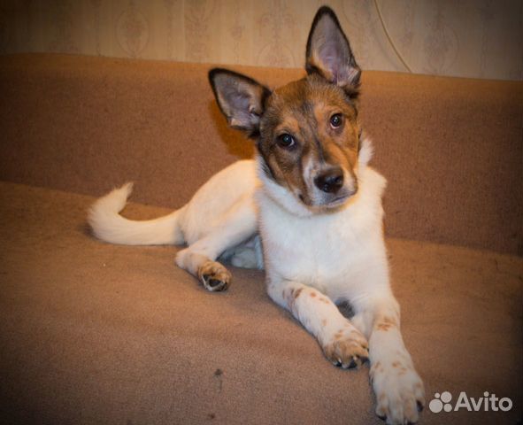 Щенок Патрик ищет семью