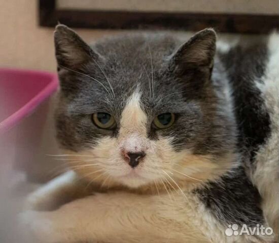 Скромный кот Сэр в добрые руки