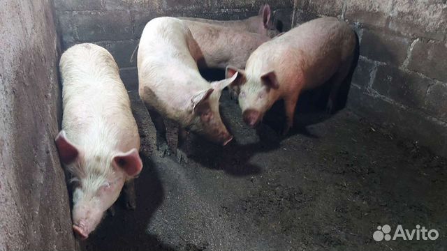 Свиньи 12 голов