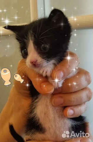 Котёнок Лёнчик