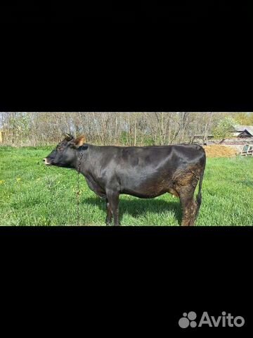 Корова и телка