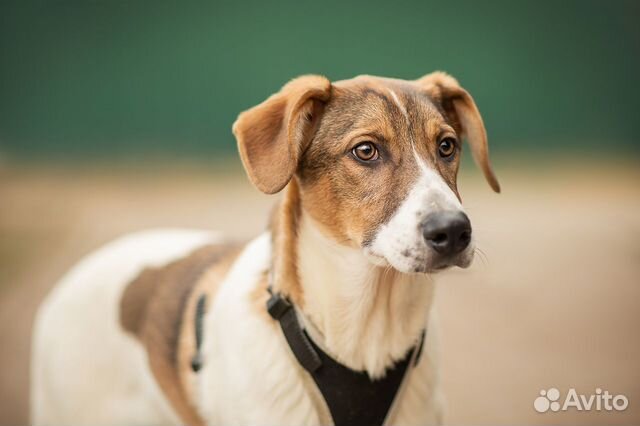Собачка девочка из приюта, в дар