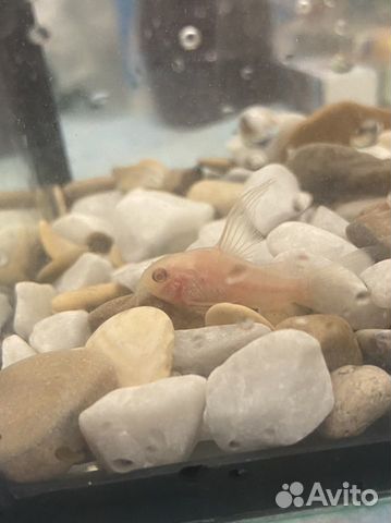 Рыбка сомик