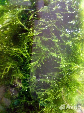 Мох аквариумный