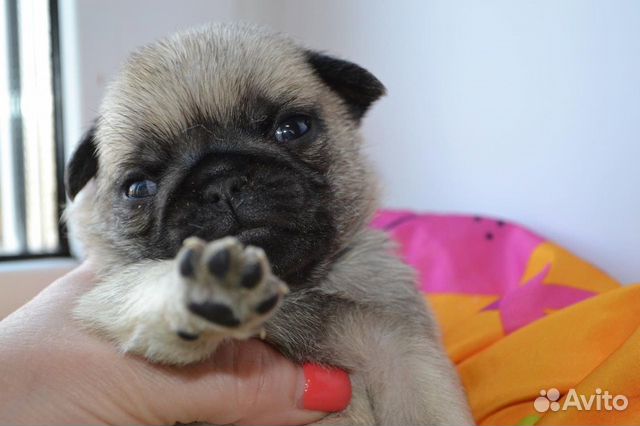 Щенки мопса
