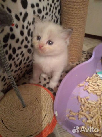 Котятки-ребятки