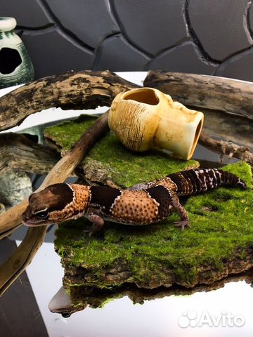 Гемитеконикс