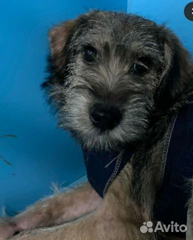 Собака в добрые руки