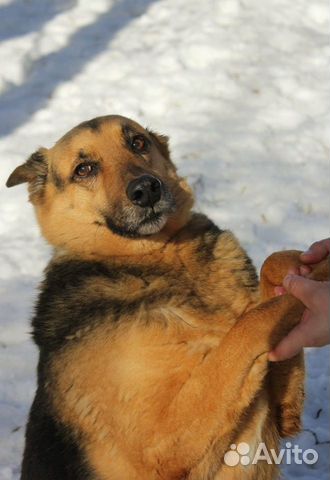 Пёс Варяг никому не нужен без породы