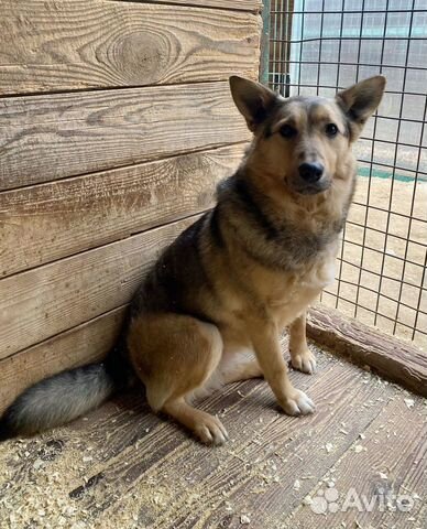 В глазах Жужи мольба и последняя надежда