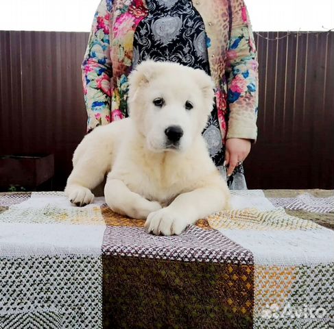 Алиментая девочка от элитных производителей