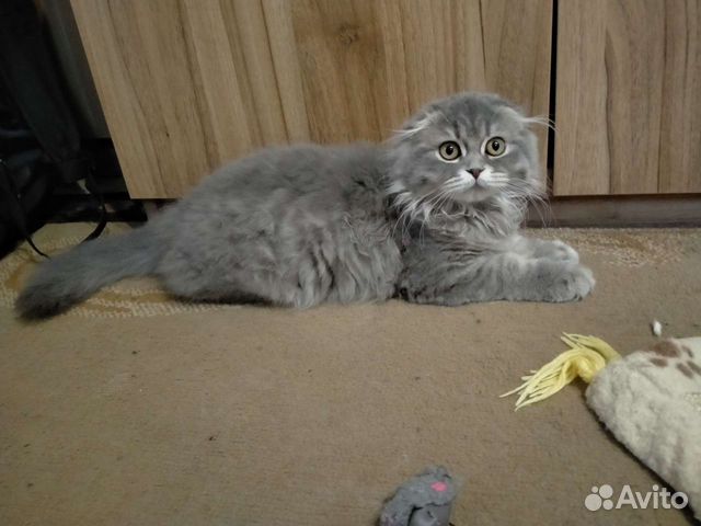 Шотландский котёнок вислоухий хайленд